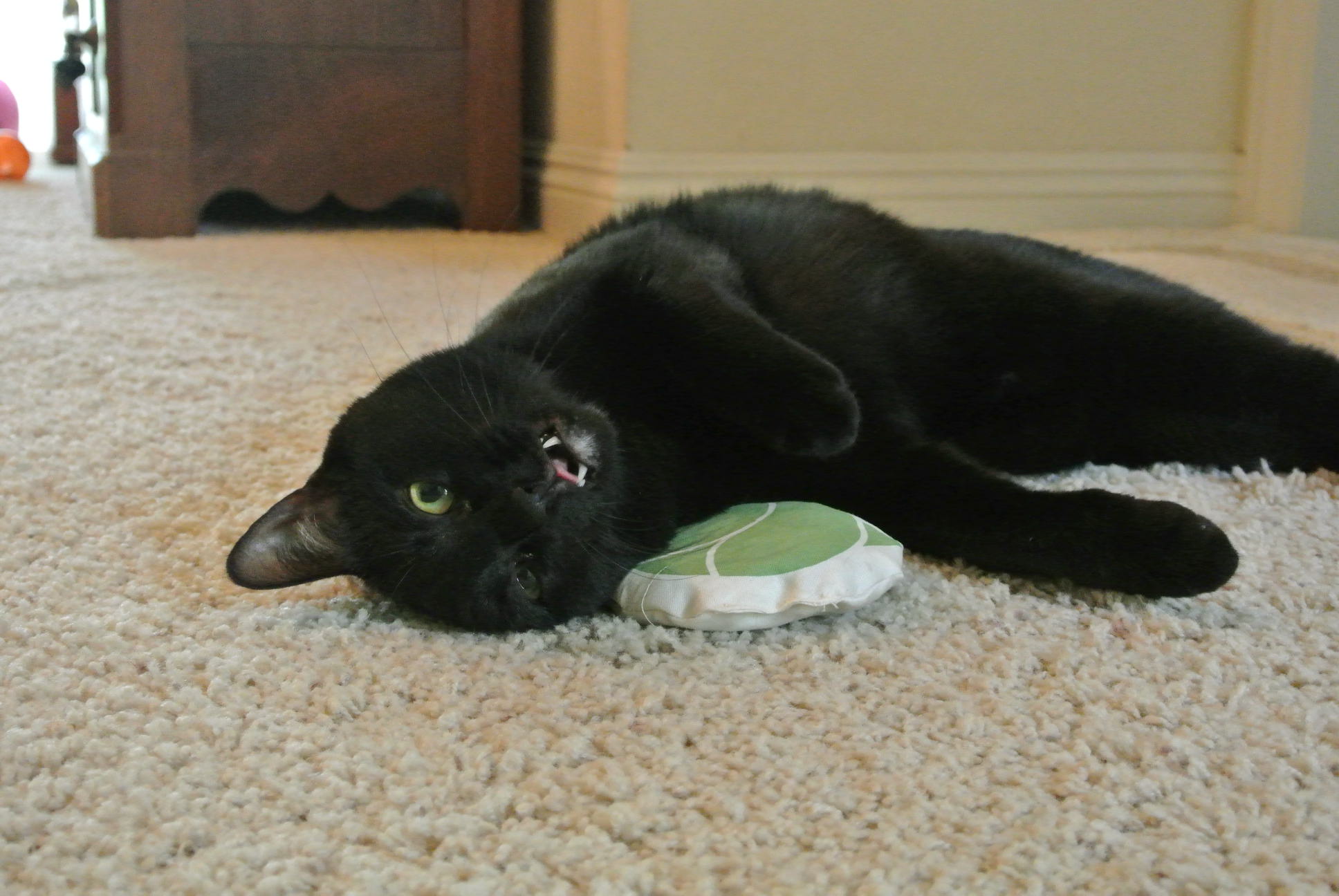 Oh Cat! Nip Approved: Friday Frolics | Savannah's Paw Tracks
