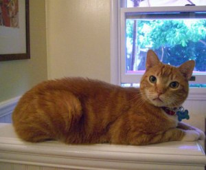 Will You Help Me Network for Tigger?: Thursday Purrsday | Savannah's ...