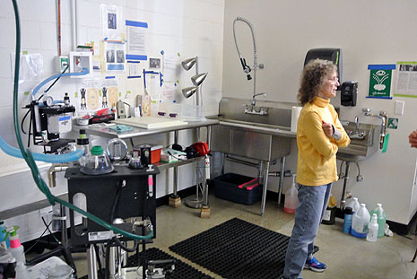 How Many Vets to Spay/Neuter 10,000 Cats in 28 Months? | Savannah's Paw ...