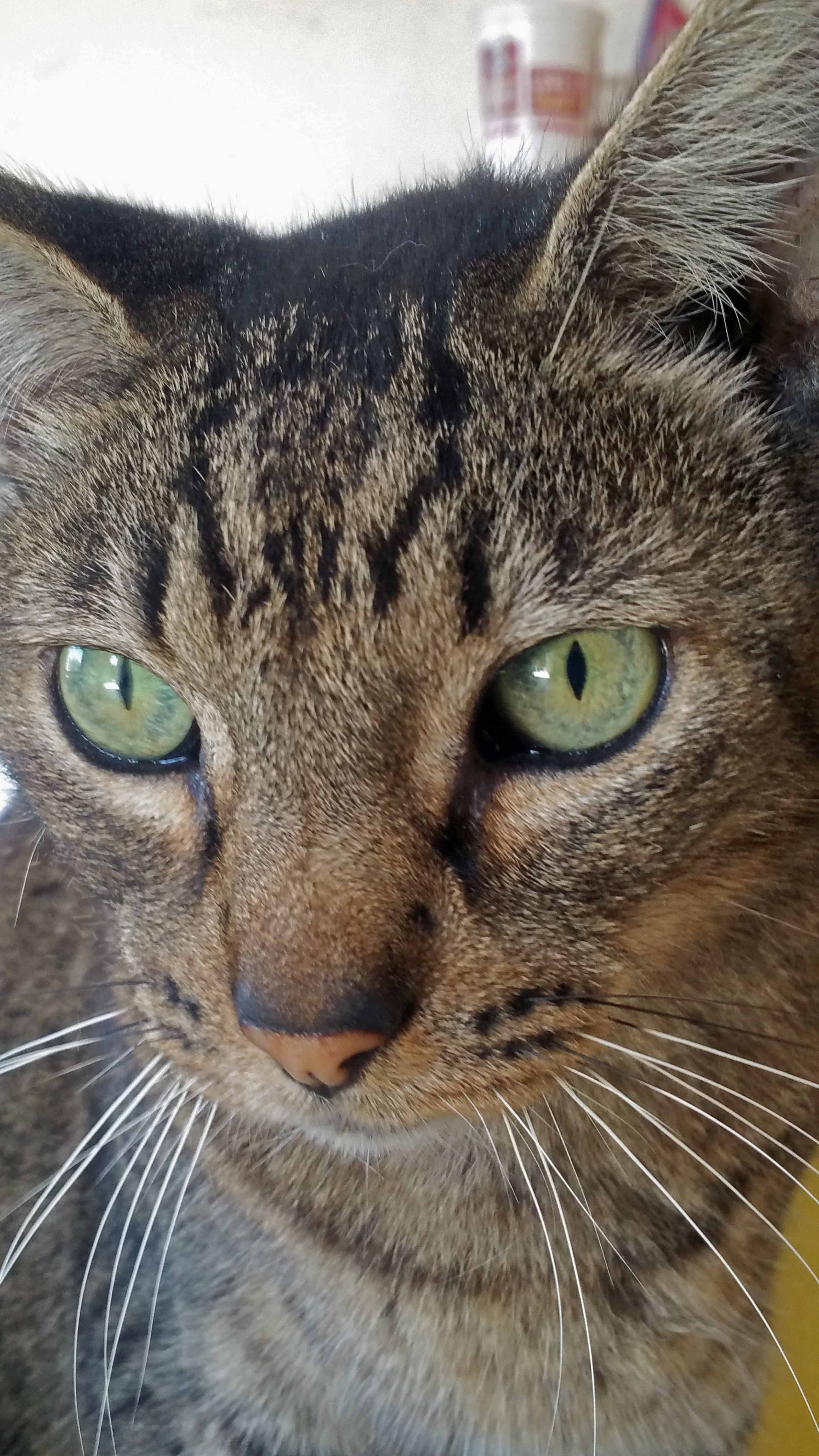 I Am An Adult Homeless Foster Cat: Heart Throb Senior | Savannah's Paw ...