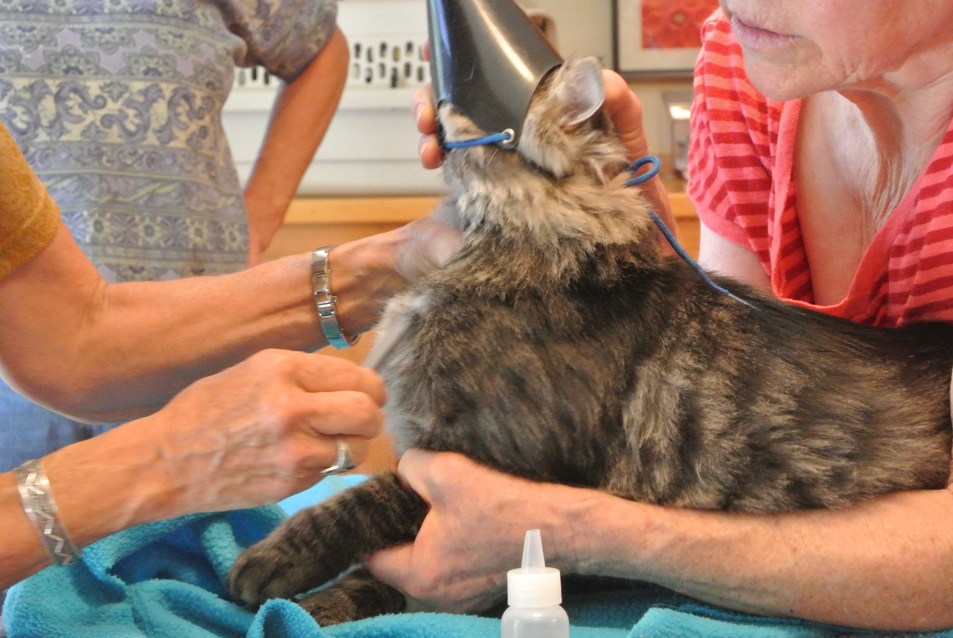 Cat Report: Relationship of Win, Win-Win, Winn & CWA | Savannah's Paw ...