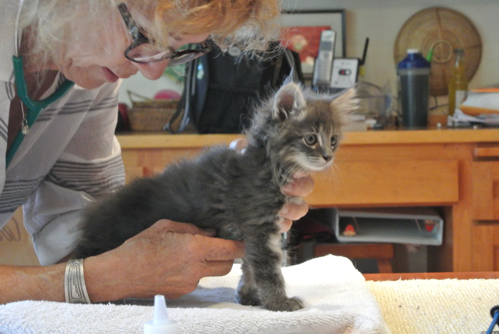 Cat Report: Relationship of Win, Win-Win, Winn & CWA | Savannah's Paw ...