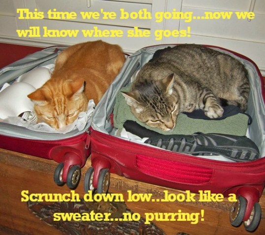 Friday Flashback Memes—ready to smile? | Savannah's Paw Tracks