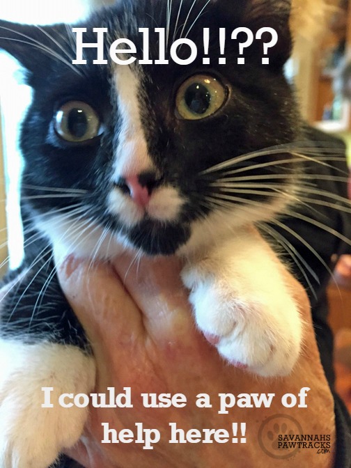 Funny Paw Paw Memes