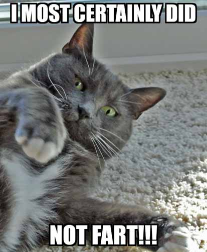 All Done Cat Meme