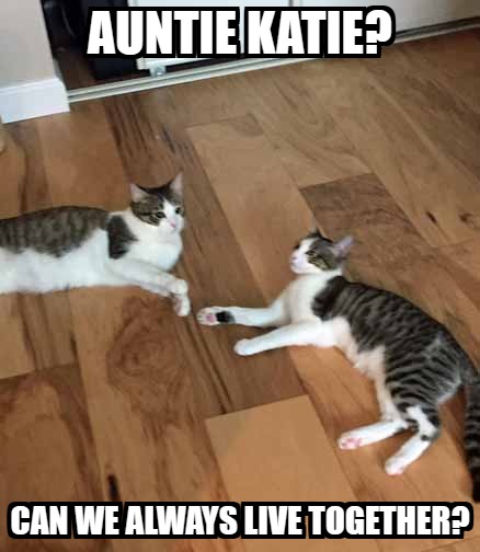 Kati Memes Memebase Katie Thurston All Your Memes In Our Base