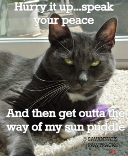 Jabber Memes Friday Memes For Friday Smiles | Savannah's Paw Tracks