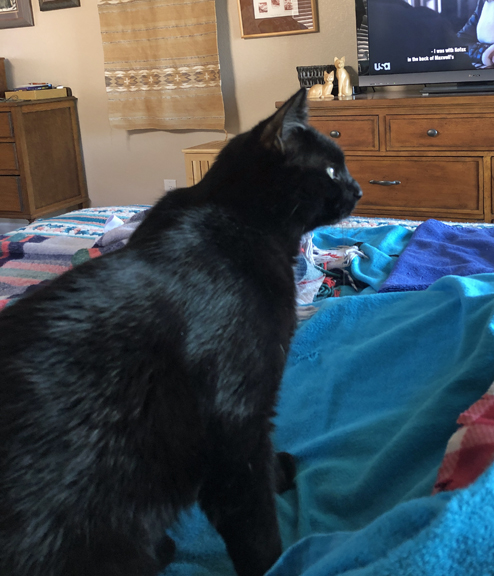 Silly dilly Domino | Savannah's Paw Tracks