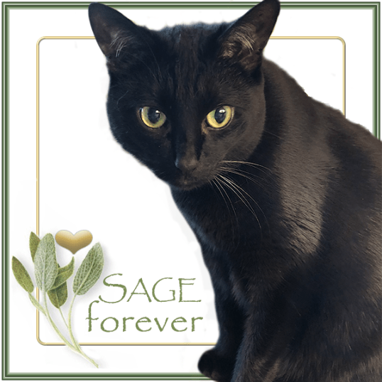 Savannah's Paw Tracks | Autobiography of a Former Shelter Cat
